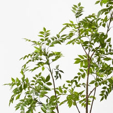 Home / Collections / Japanese Lacquer Tree
