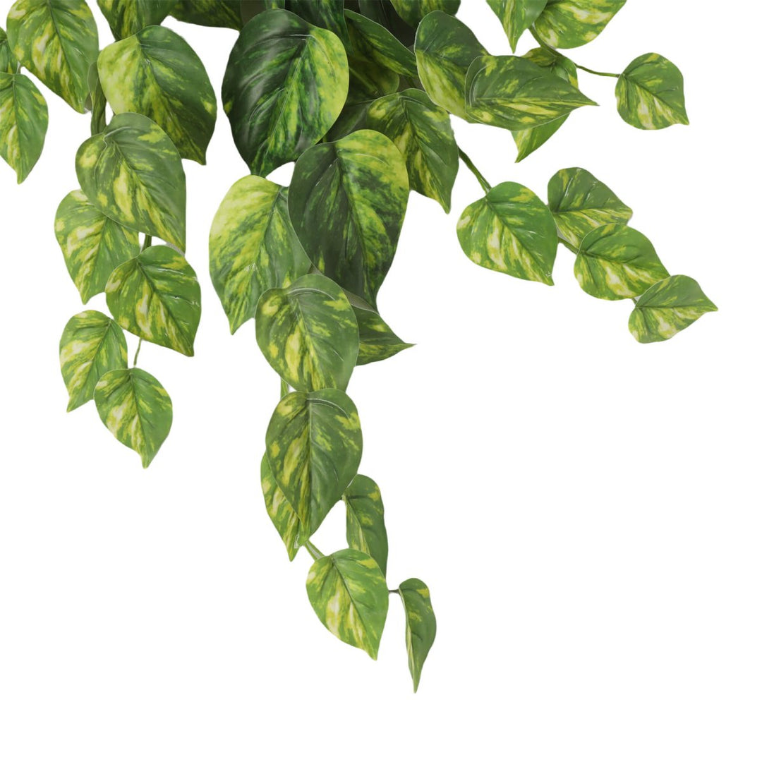 Pothos Variegated Hanging Bush 60cml – Evergreen Walls